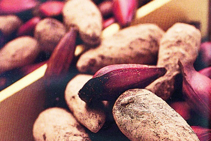 Pinhão com chocolate | Pioneiro