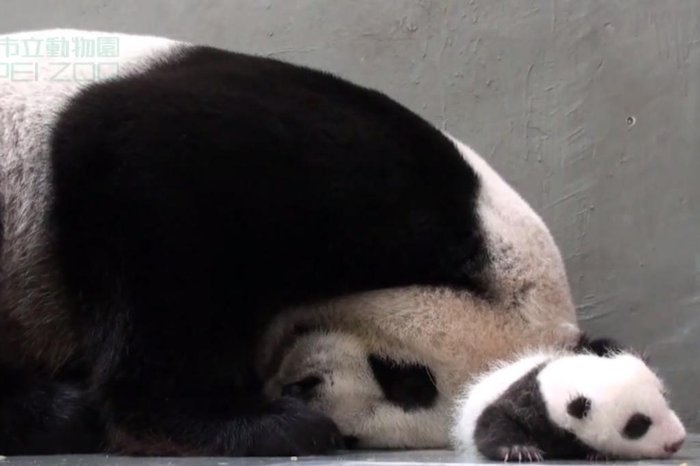 Veja o vídeo do reencontro de mãe e bebê panda um mês depois do parto | GZH