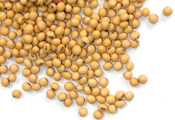 Soja é importante para uma alimentação vegetariana equilibrada | GZH