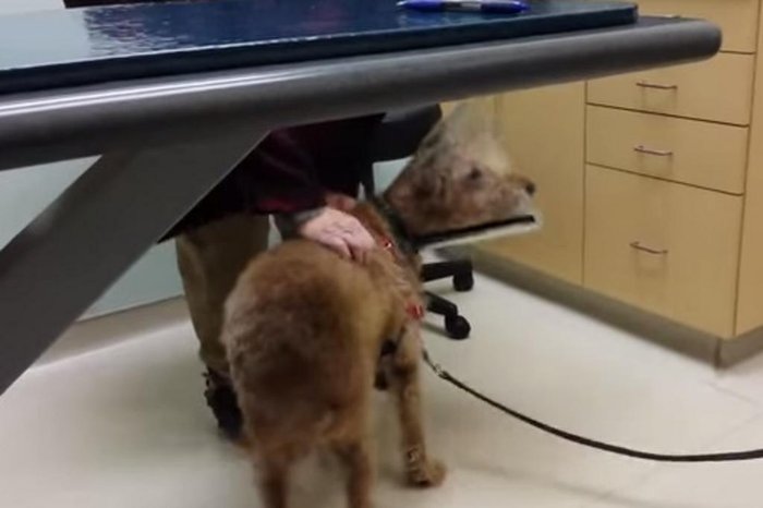 Cachorro que estava cego chora ao ver os donos pela primeira vez | GZH