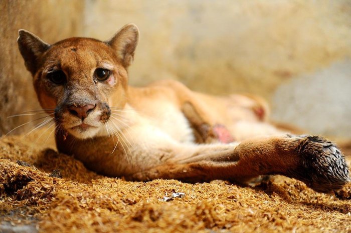 Puma resgatado em Cambará do Sul ainda corre risco de morte | Pioneiro