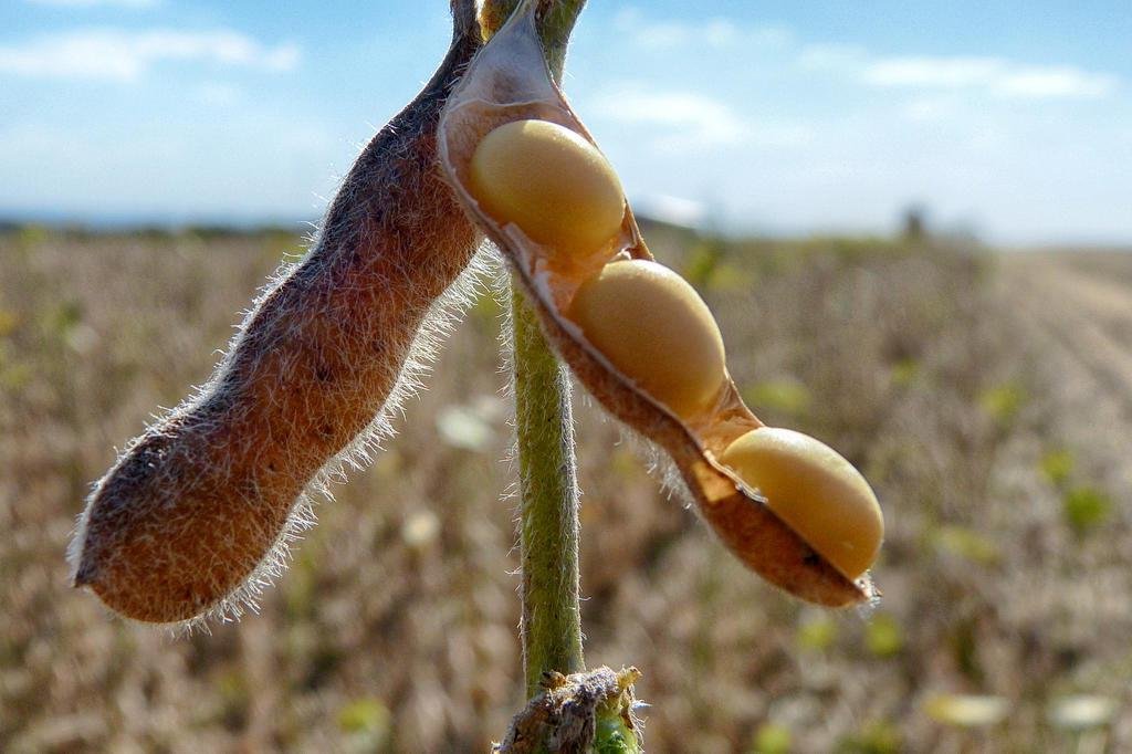 Monsanto prepara terceira geração de soja transgênica | GZH