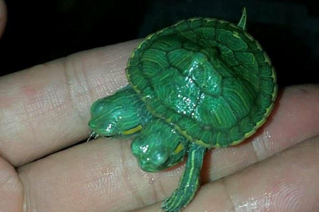 VÍDEO: Tartaruga mutante coleciona fãs nas redes sociais | GZH