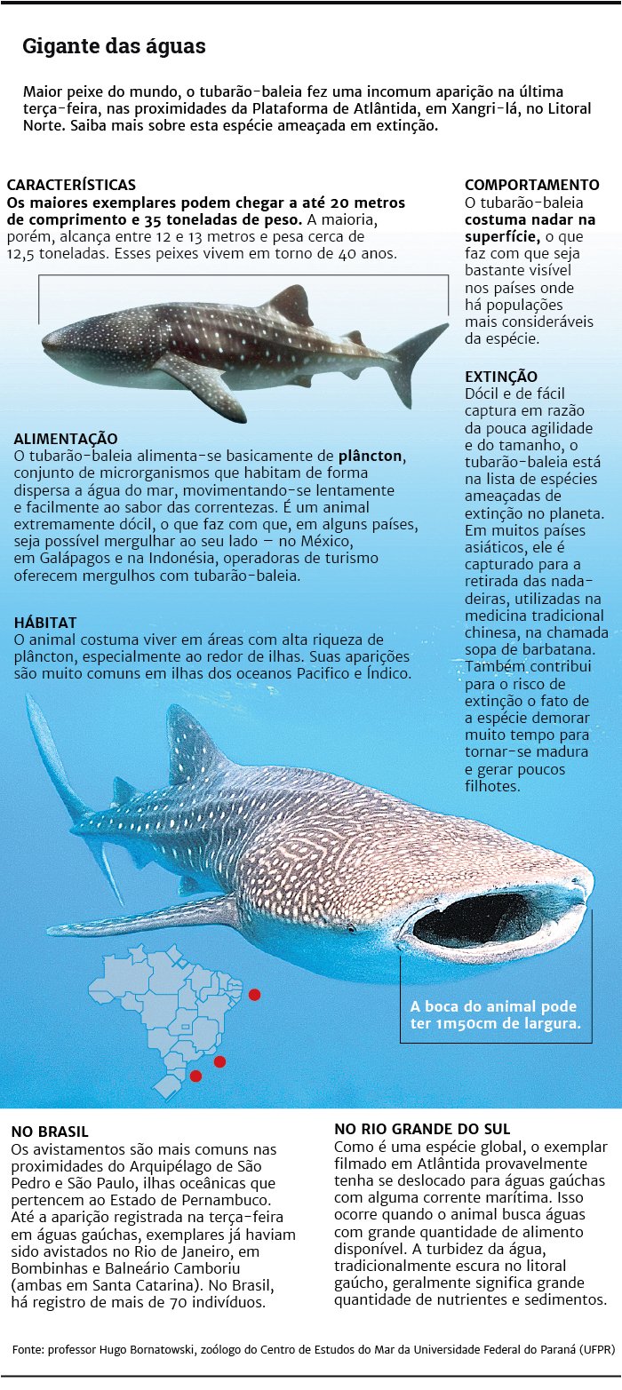 Tabela De Tamanhos De Tubarao Baleia Nado Com Tubarão Baleia Em La