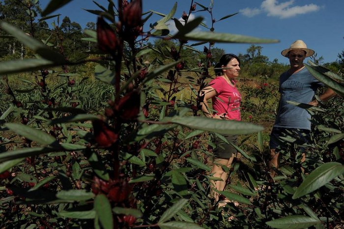 Produtores da Serra apostam no plantio de hibisco | Pioneiro
