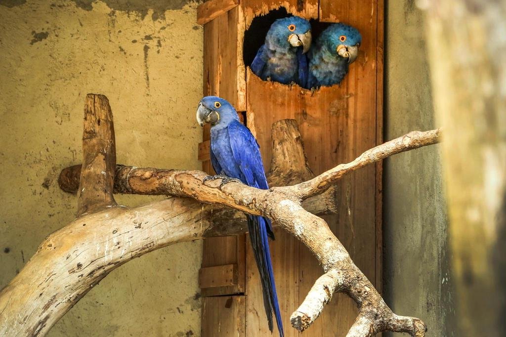 FOTOS: arara-azul, rara e vulnerável, nasce em zoológico de Curitiba | GZH