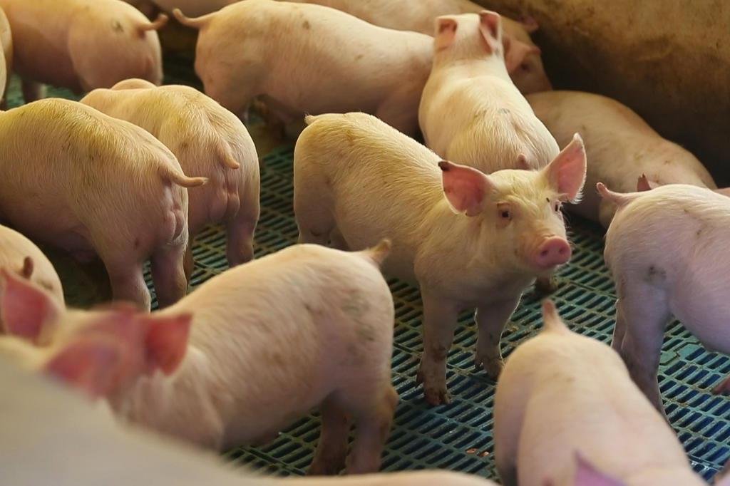 Cientistas chineses identificam novo vírus da gripe em porcos | GZH