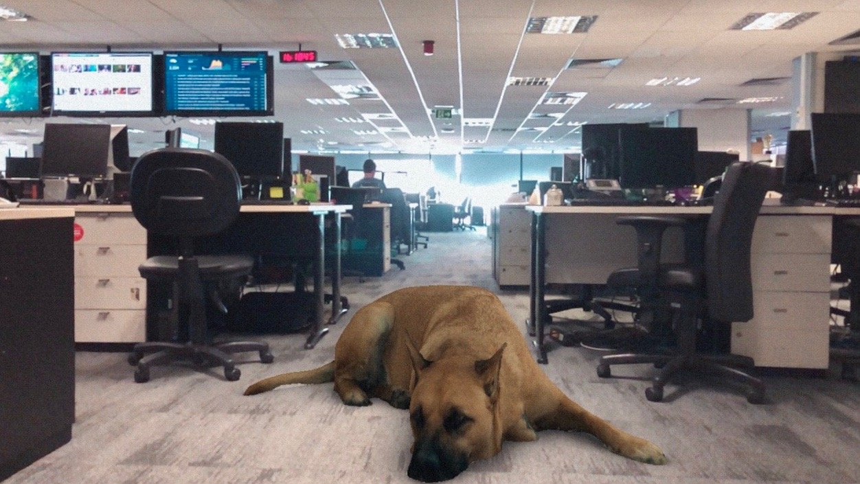 Sasha Dog: quem é o dono do filtro de cachorro que viralizou no ...