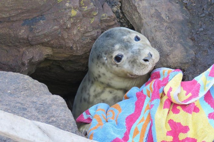 Filhote De Foca Fofo
