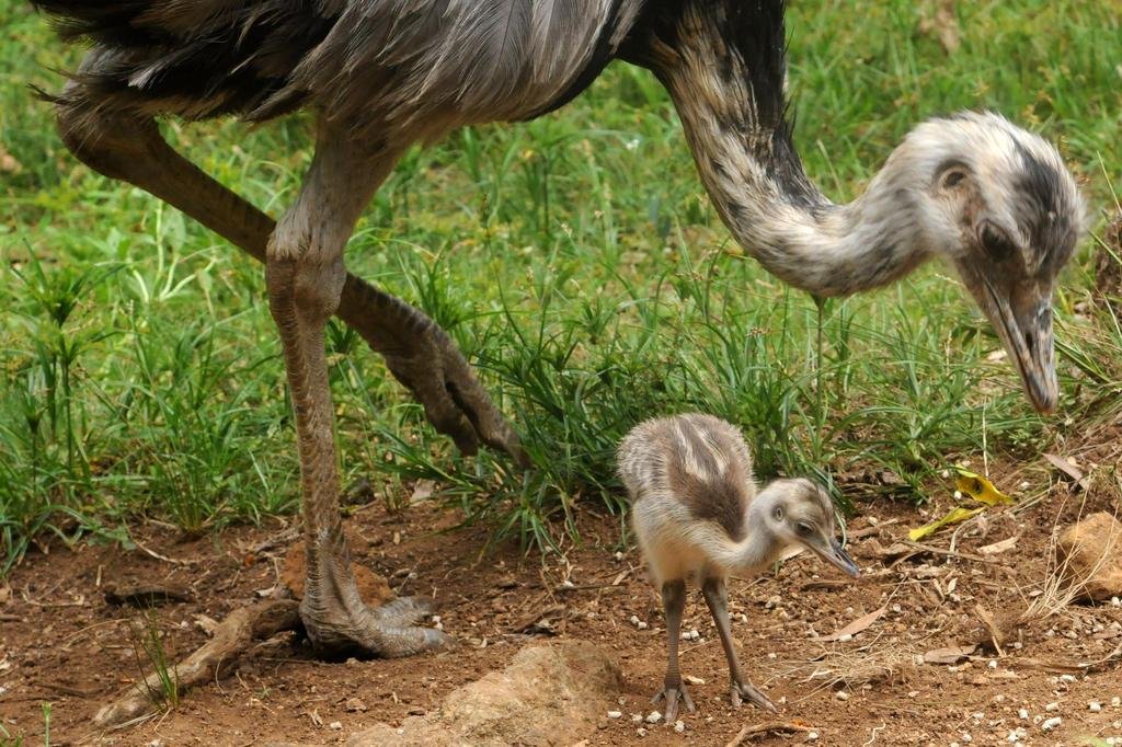 Filhote de ema é cuidado por dois "papais" e desperta curiosidade de ...