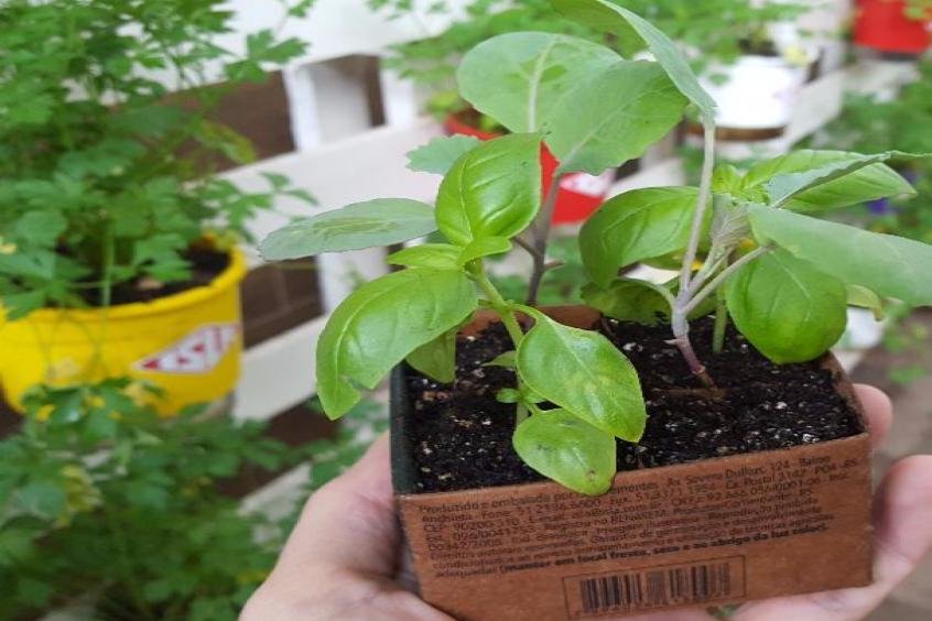 Vamos comer melhor fazendo uma hortinha em casa? | Destemperados