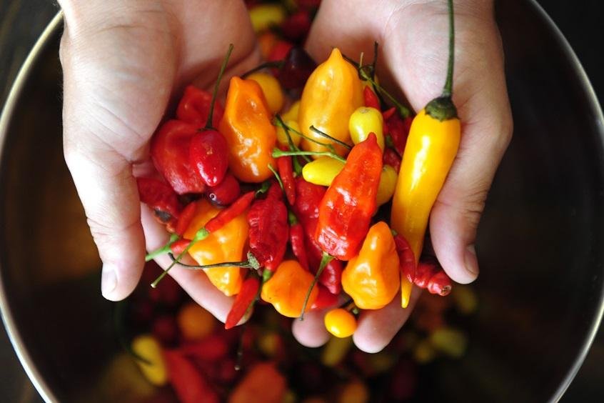 Pimenta: ardida e saborosa | Destemperados