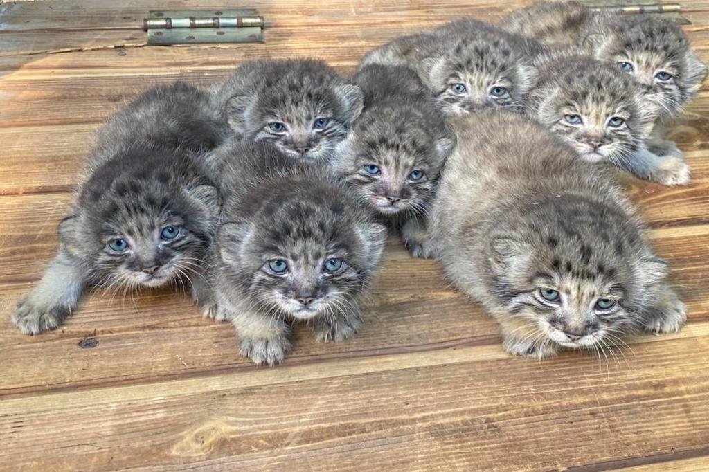 Fêmeas de espécie rara de felinos dão à luz 16 filhotes em zoo na ...