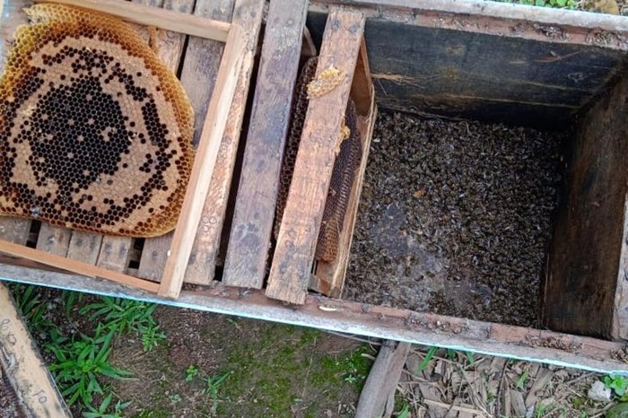 Dois municípios da Serra confirmam morte de milhões de abelhas por uso ...