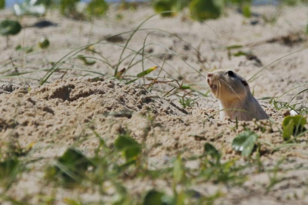Tuco-tuco das dunas é flagrado na praia de Atlântida, no Litoral Norte ...